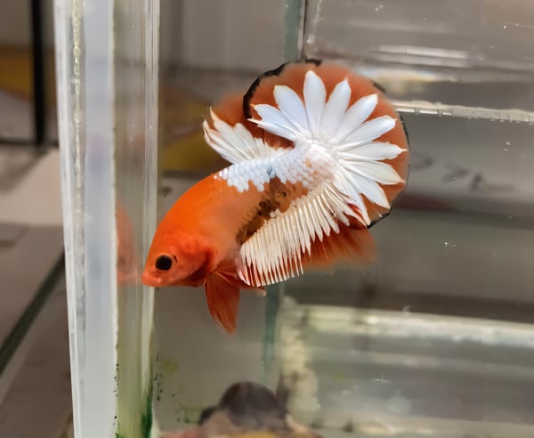 Betta HMPK Fish - Ver 2 - Free AI LORA Download | Tensor.Art | Tensor.Art