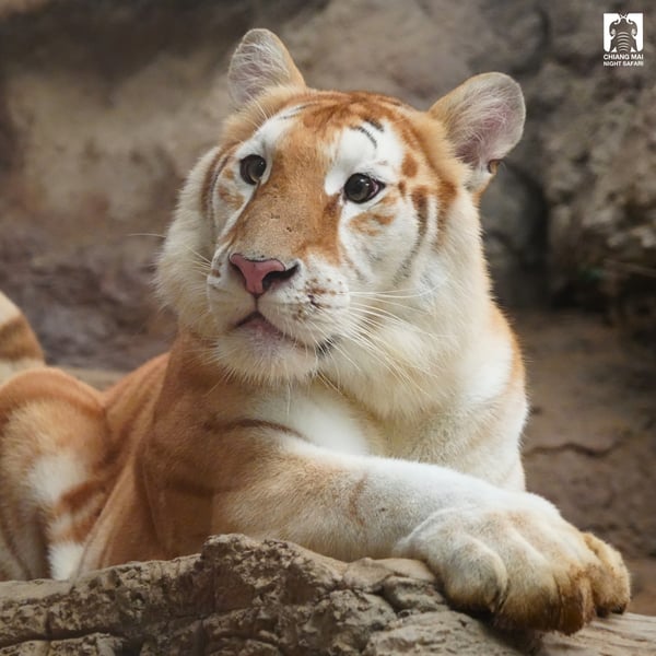 Eva Tiger Friend - Free AI Tool Online | Tensor.Art | Tensor.Art