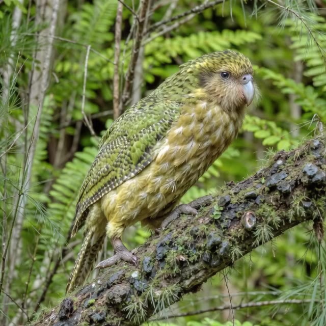 Kakapo | image created by Antu2025 | Tensor.Art